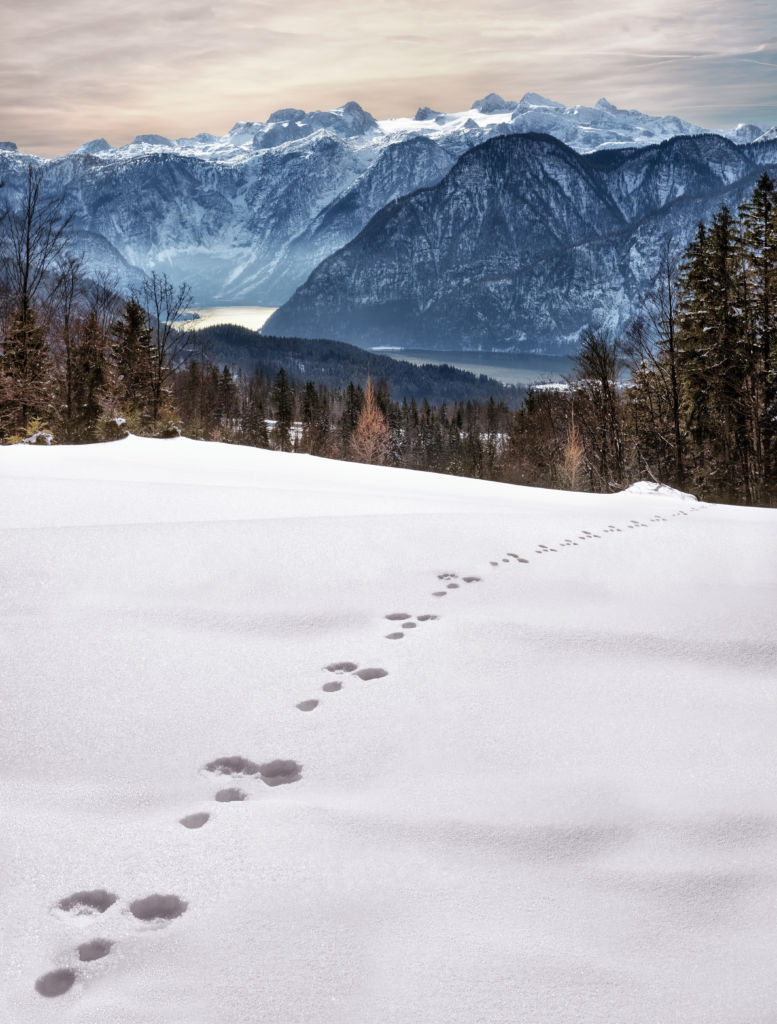 Be a Detective - Animal Tracks - Northwood Press