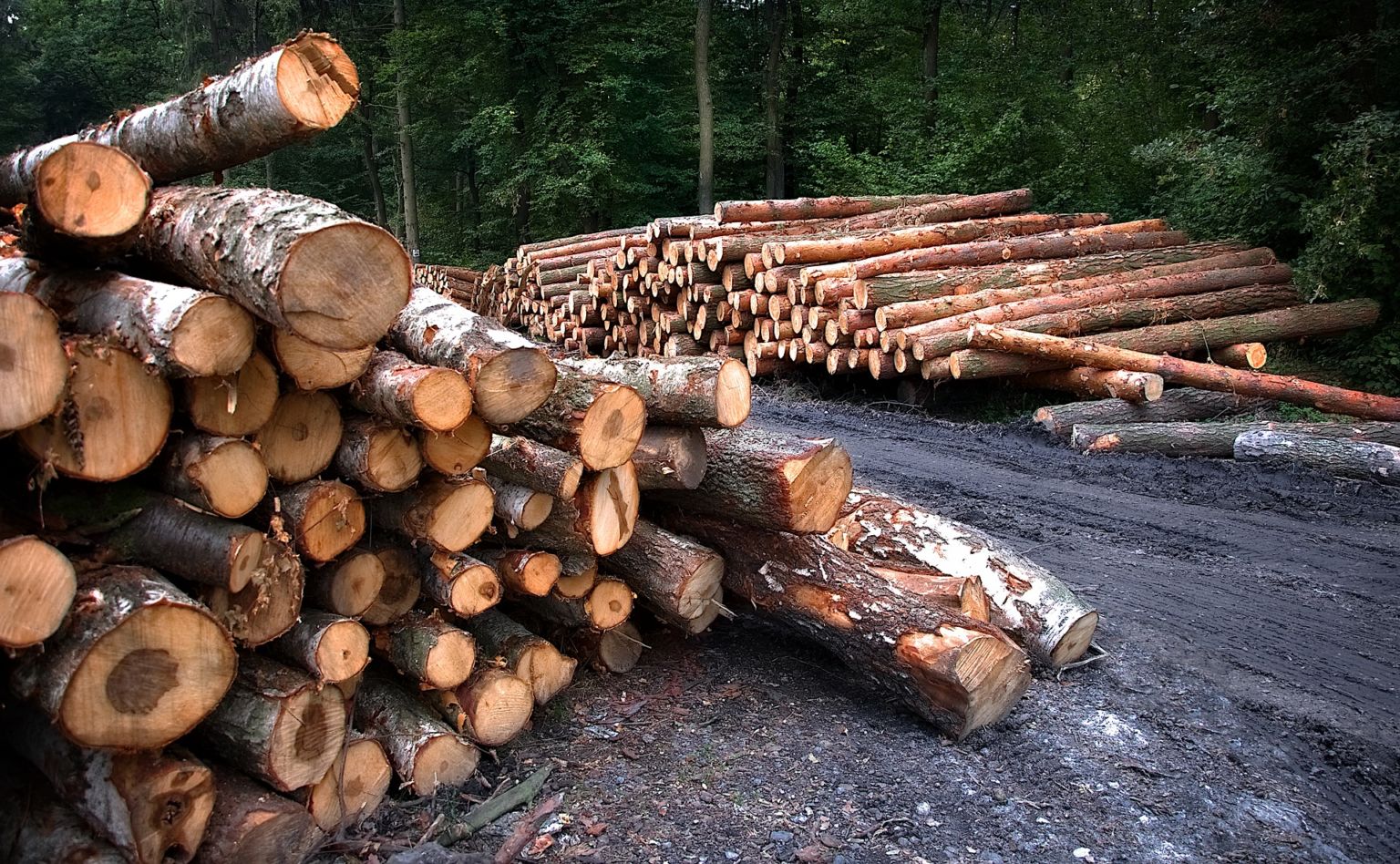 Sustainable Forestry in Canada – Northwoods Press