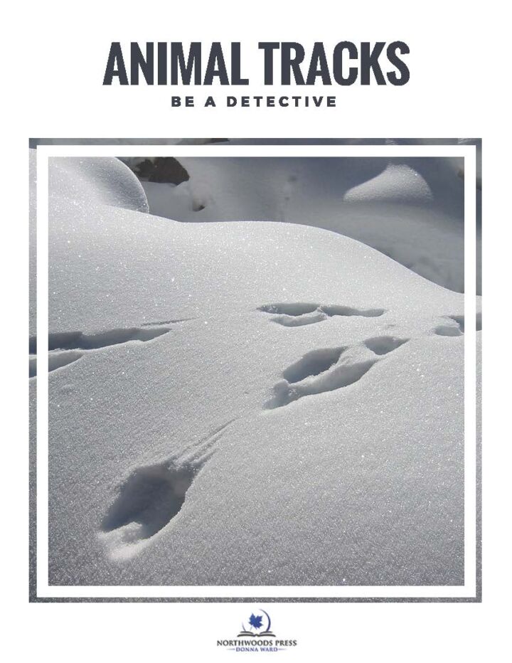 Be a Detective – Animal Tracks Printable – Northwoods Press